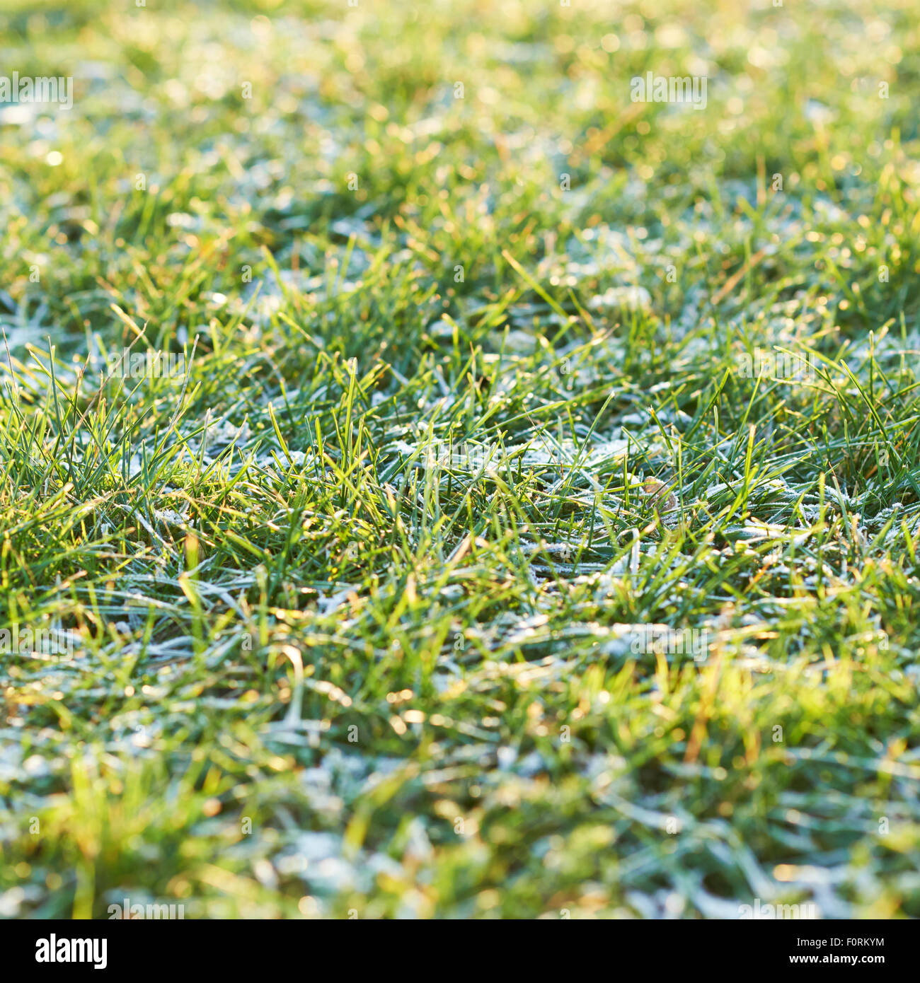 Frosted morning meadow grass Stock Photo - Alamy
