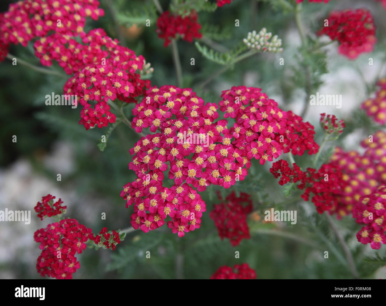 Achillea 'Paprika' close up of flower Stock Photo - Alamy