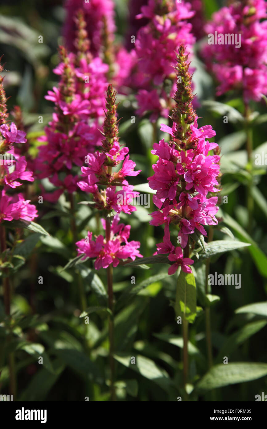 Lythrum robert hi-res stock photography and images - Alamy