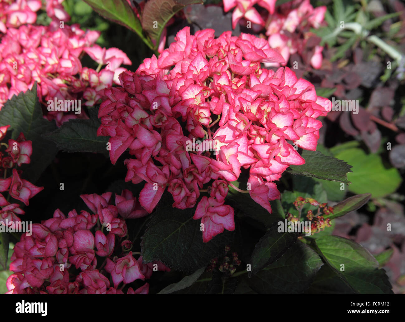 Selina hi-res stock photography and images - Alamy