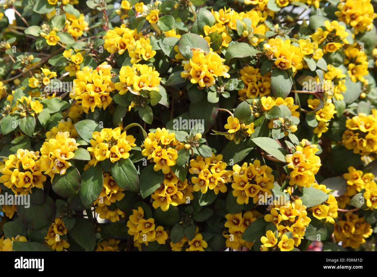 Golden falls hi-res stock photography and images - Alamy