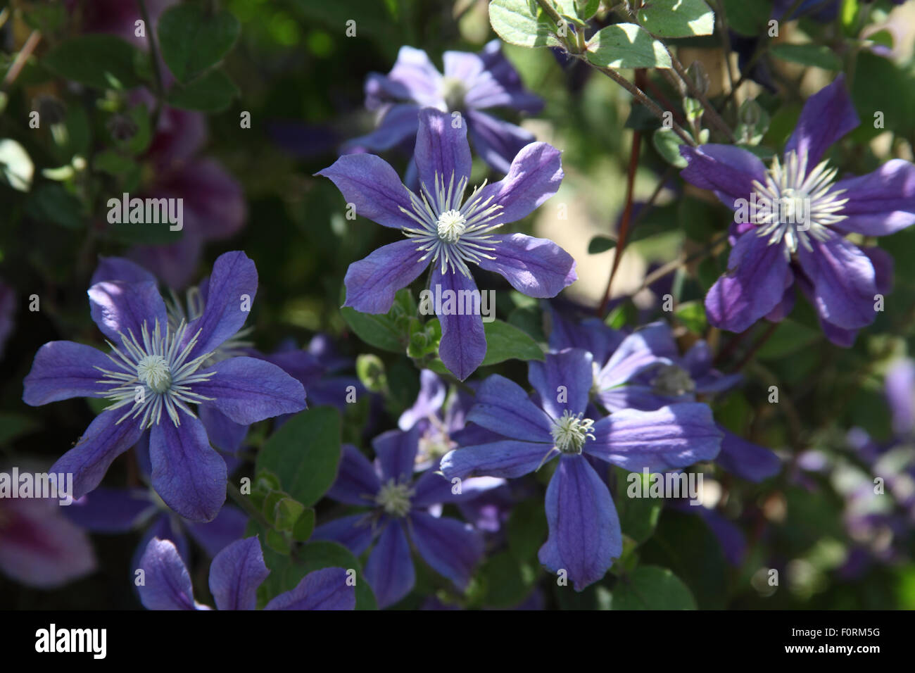 Clematis 'Arabella' close up of flower Stock Photo - Alamy