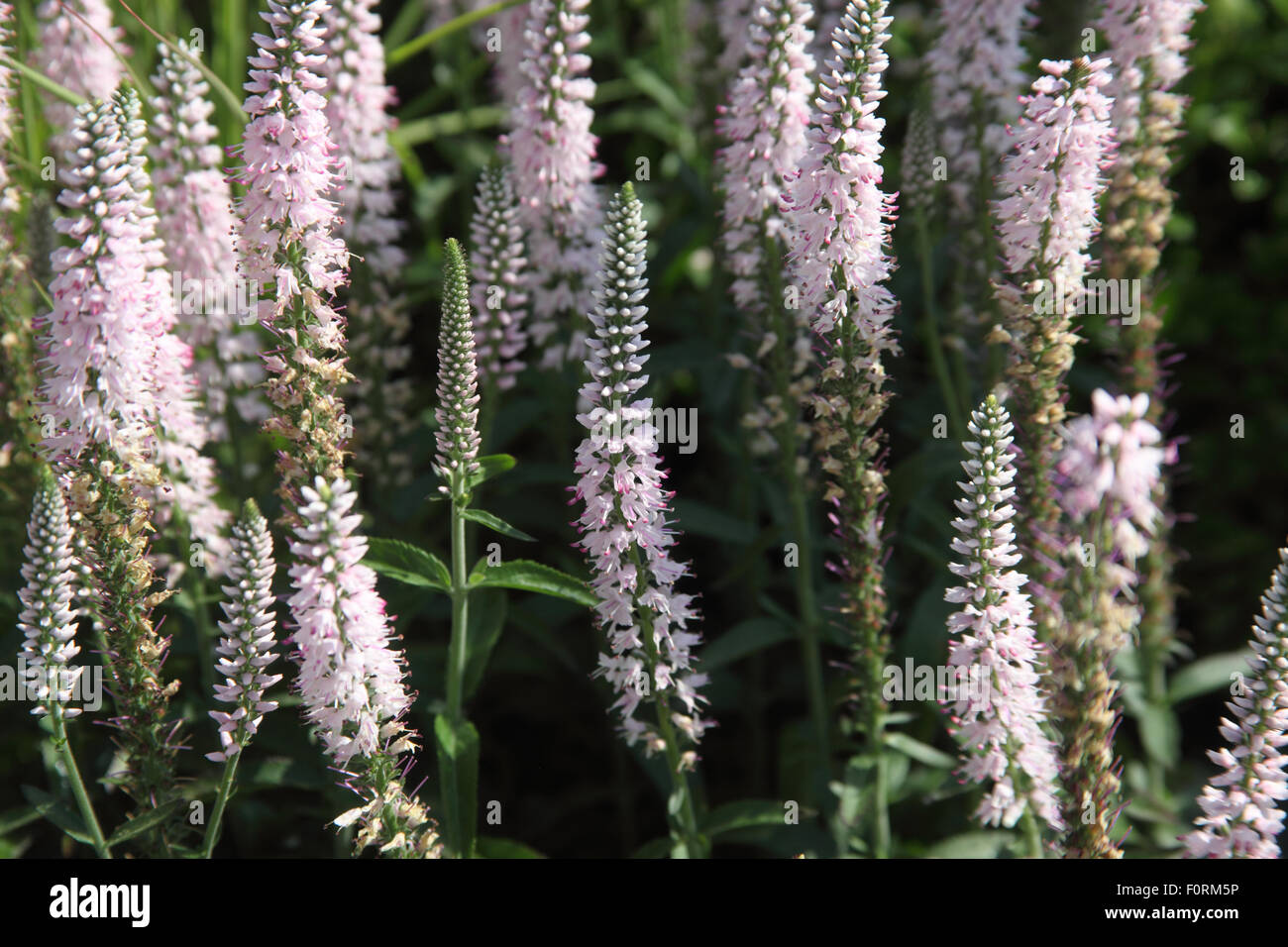 Veronica longifolia 'Pink Eveline' plants in flower Stock Photo - Alamy
