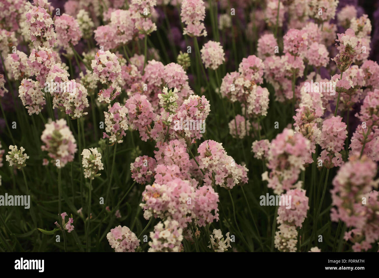 Lavandula angustifolia 'Lady Ann' close up of flowers Stock Photo - Alamy