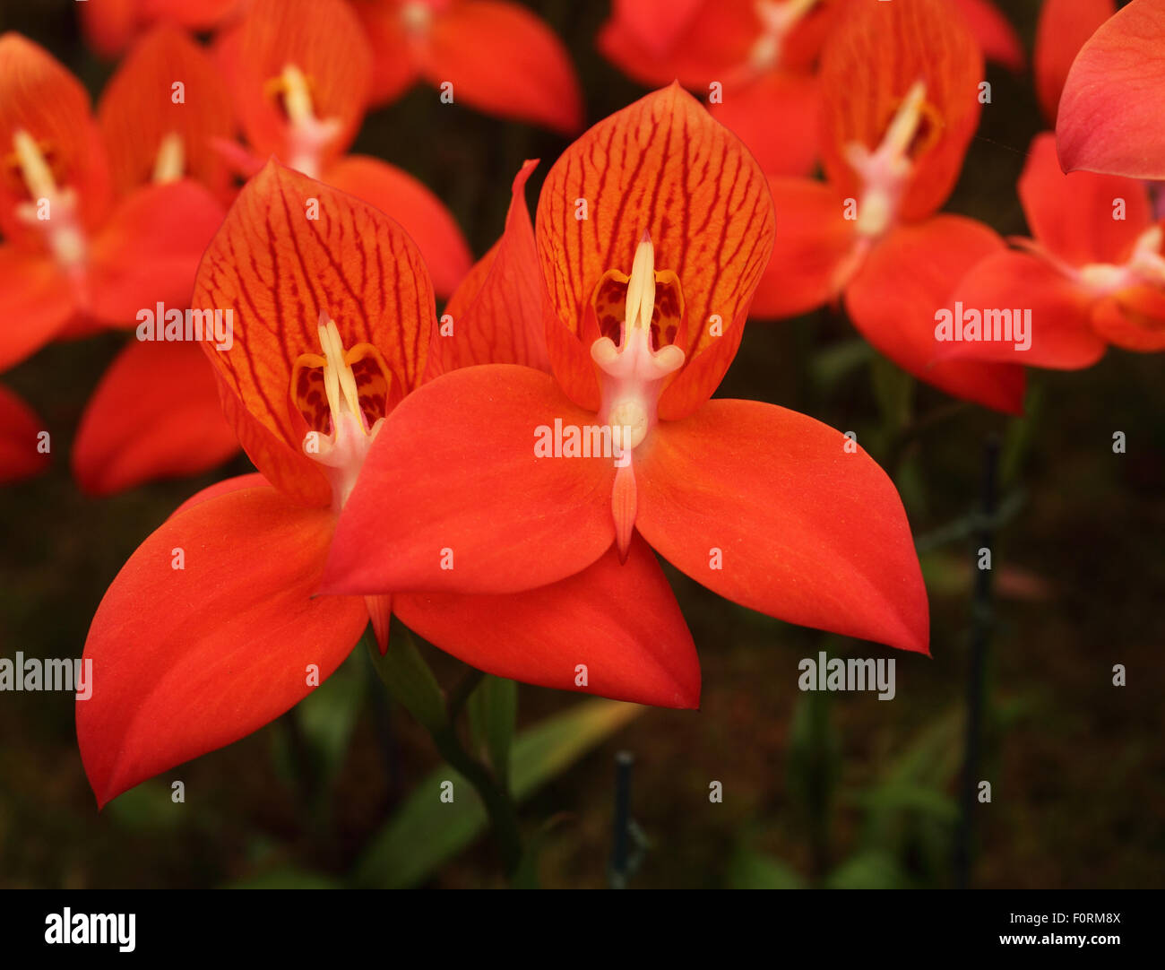 Disa uniflora 'Red River' close up of flower Stock Photo - Alamy