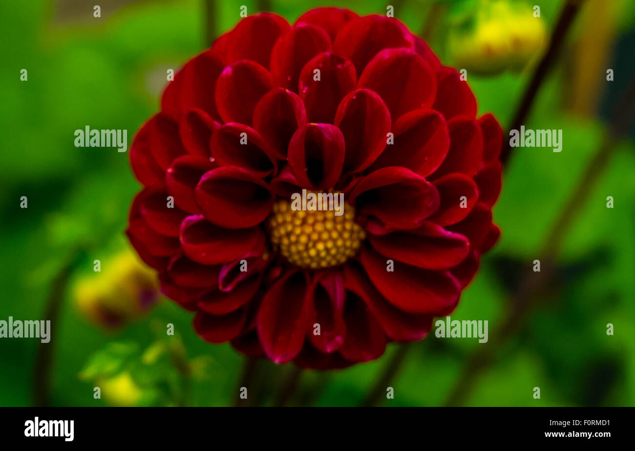 red flower blossoming Stock Photo - Alamy