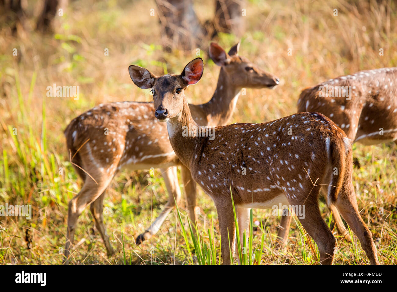 The chital or cheetal (Axis axis), also known as chital deer, spotted ...