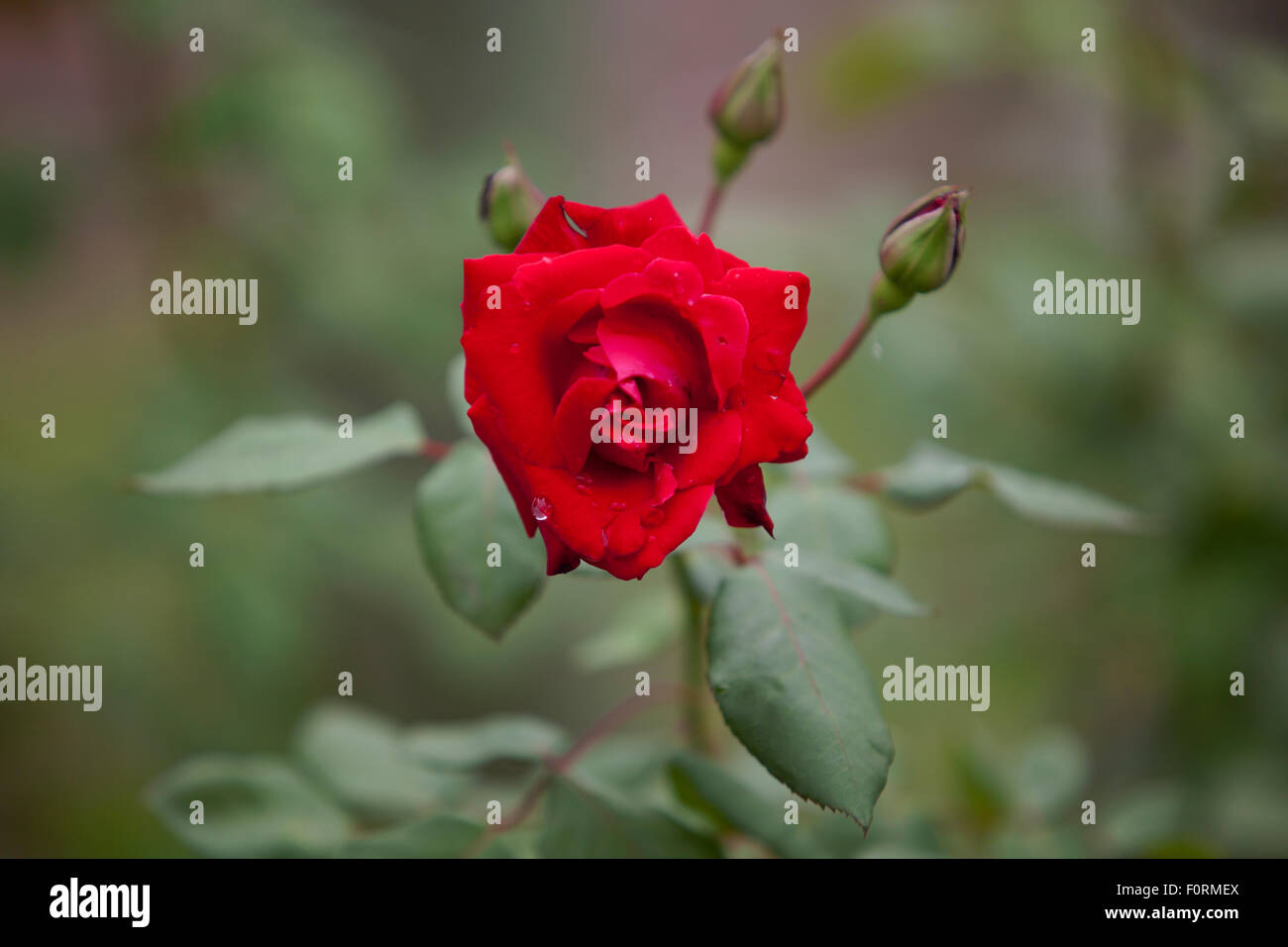 Rose vibes hi-res stock photography and images - Alamy