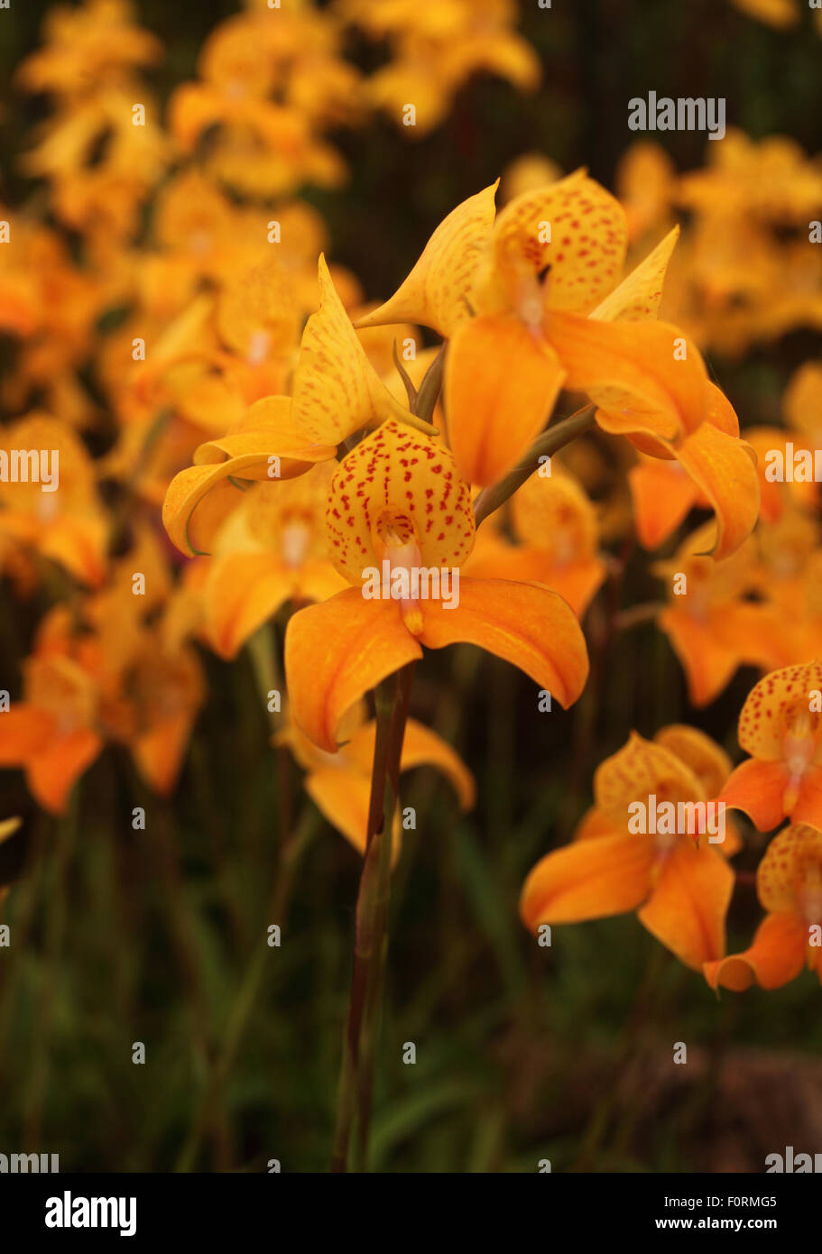 Disa kewensis 'Ann' close up of flower Stock Photo - Alamy