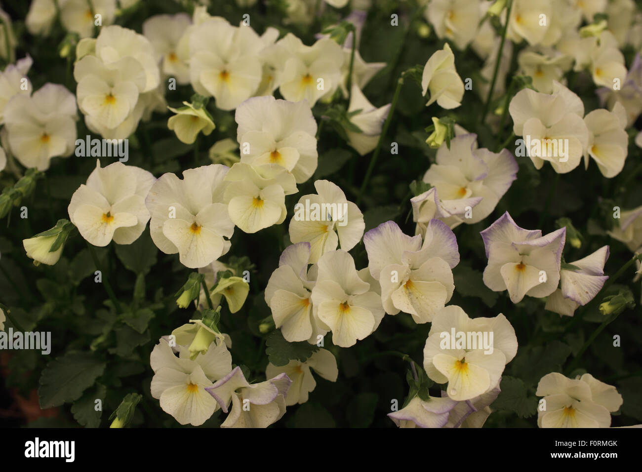 Peter flowers hi-res stock photography and images - Alamy