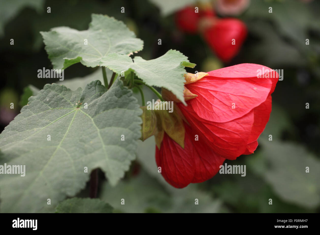 Abutilon 'Ashford Red' close up of flower Stock Photo - Alamy