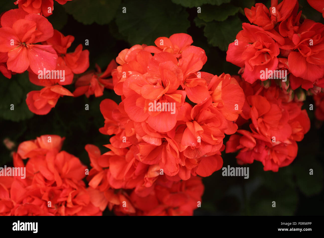 Pelargonium 'Shanks' close up of flower Stock Photo - Alamy