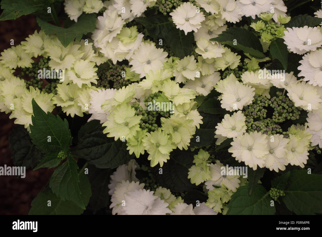 Hydrangea koria hi-res stock photography and images - Alamy