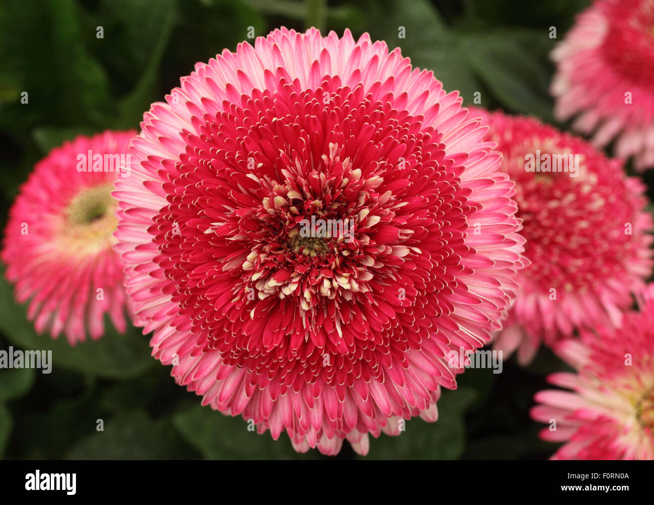Gerbera jamesonii close up of flower Stock Photo - Alamy