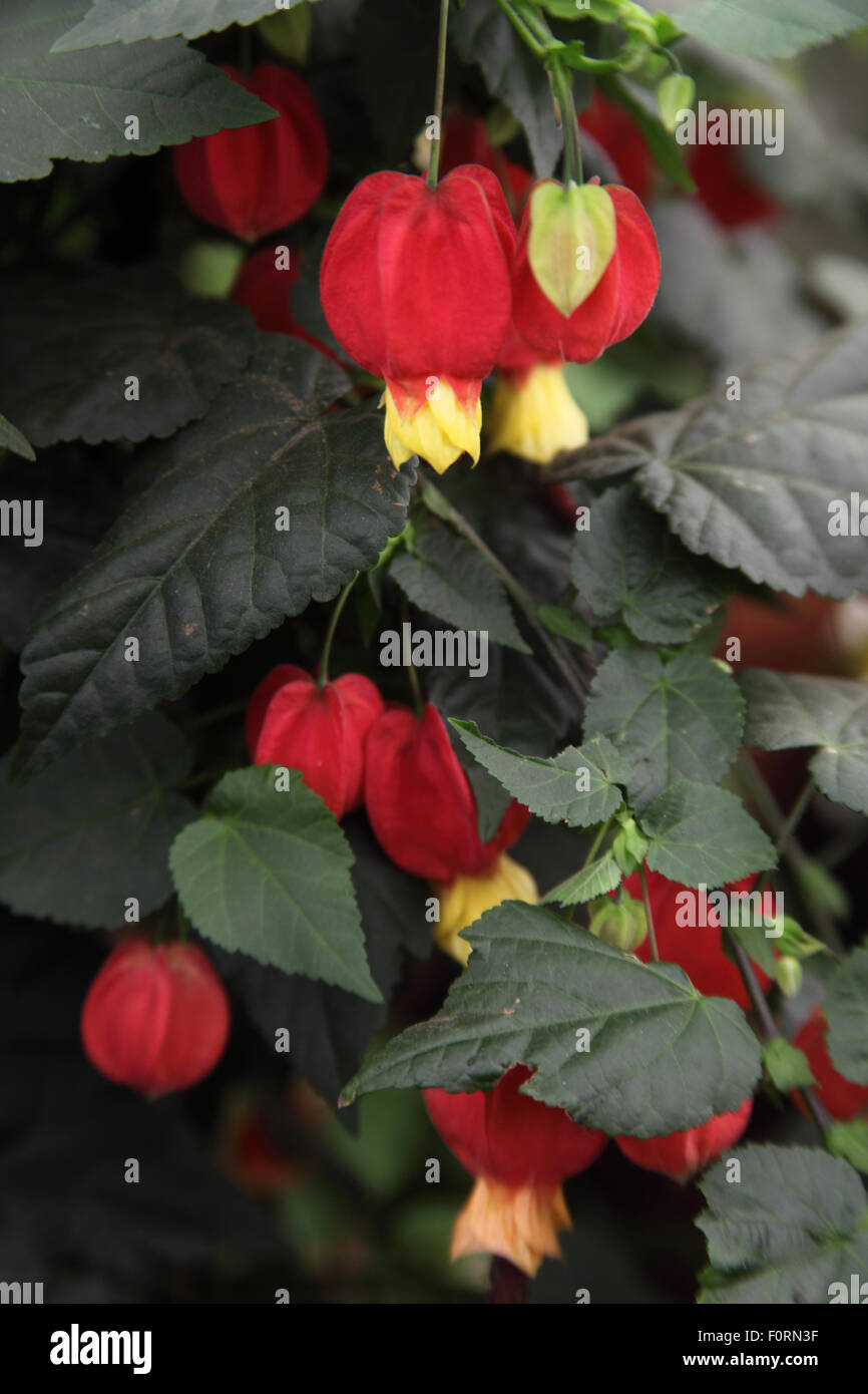 Abutilon megapotamicum hi-res stock photography and images - Alamy