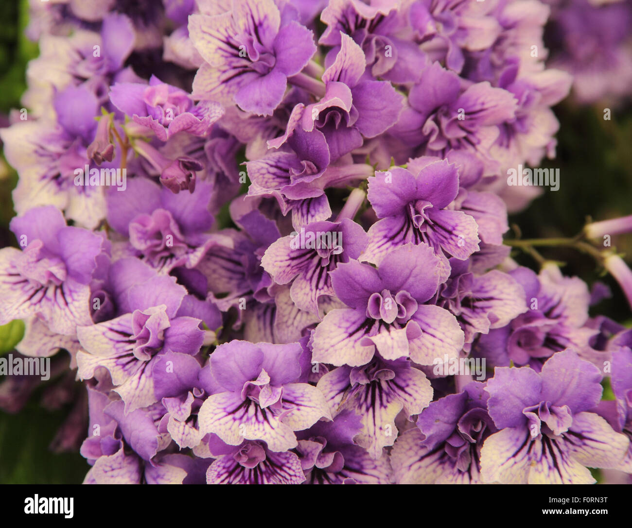Blue frills hi-res stock photography and images - Alamy