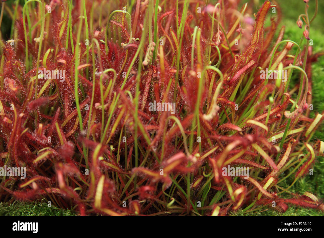 Drosera capensis hi-res stock photography and images - Alamy