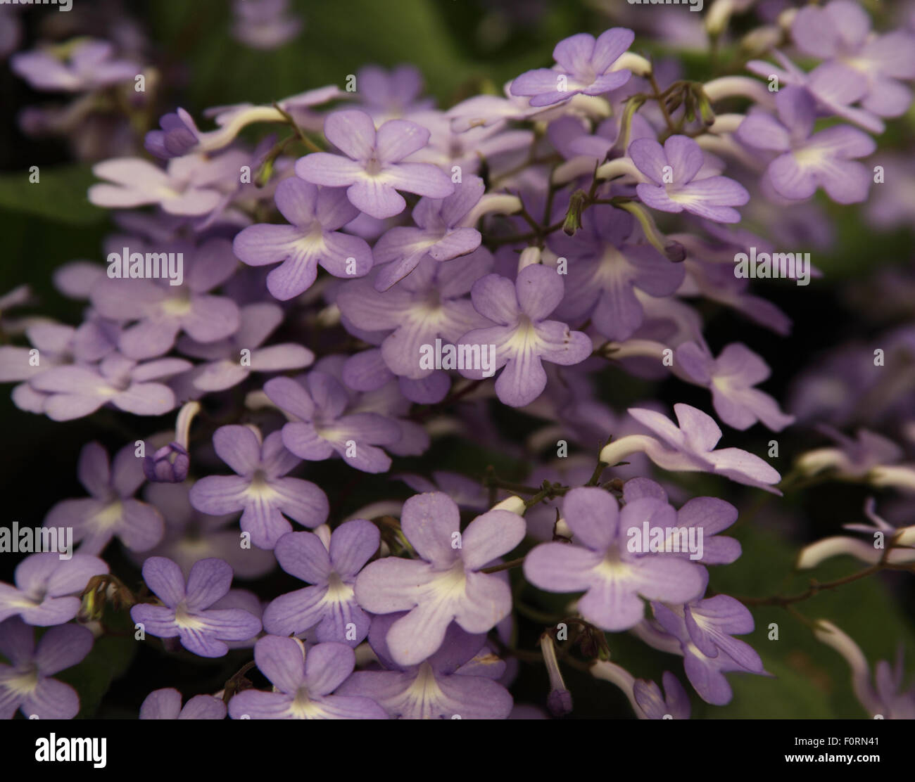 Streptocarpus 'Falling Stars' close up of flowers Stock Photo - Alamy