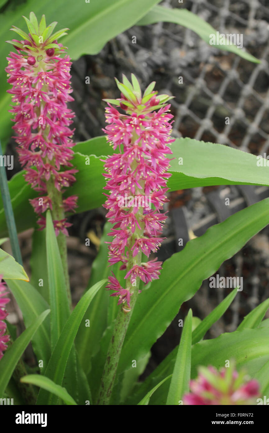 Leia hi-res stock photography and images - Alamy