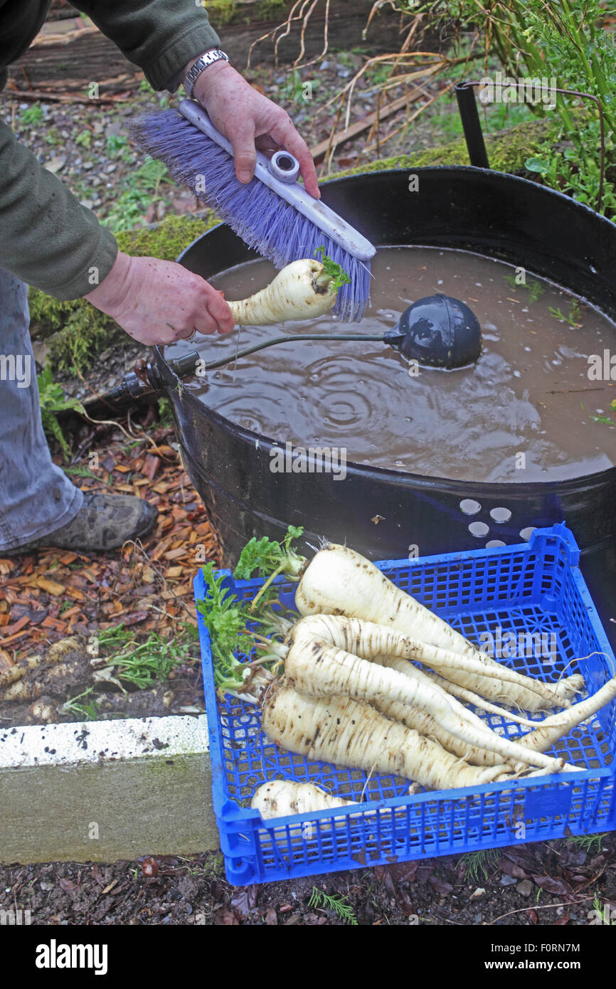 Washing the mud off parsnips Stock Photo - Alamy