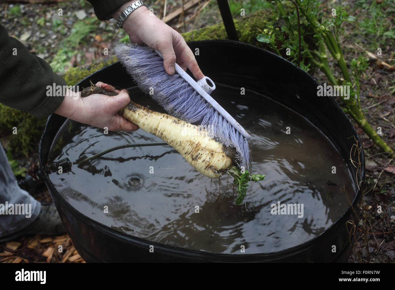 Washing the mud off parsnips Stock Photo - Alamy