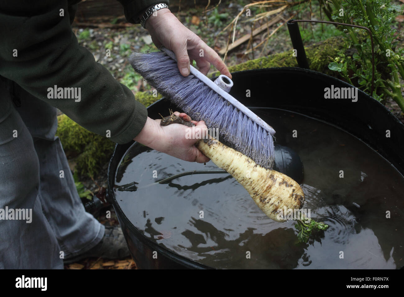 Washing the mud off parsnips Stock Photo - Alamy
