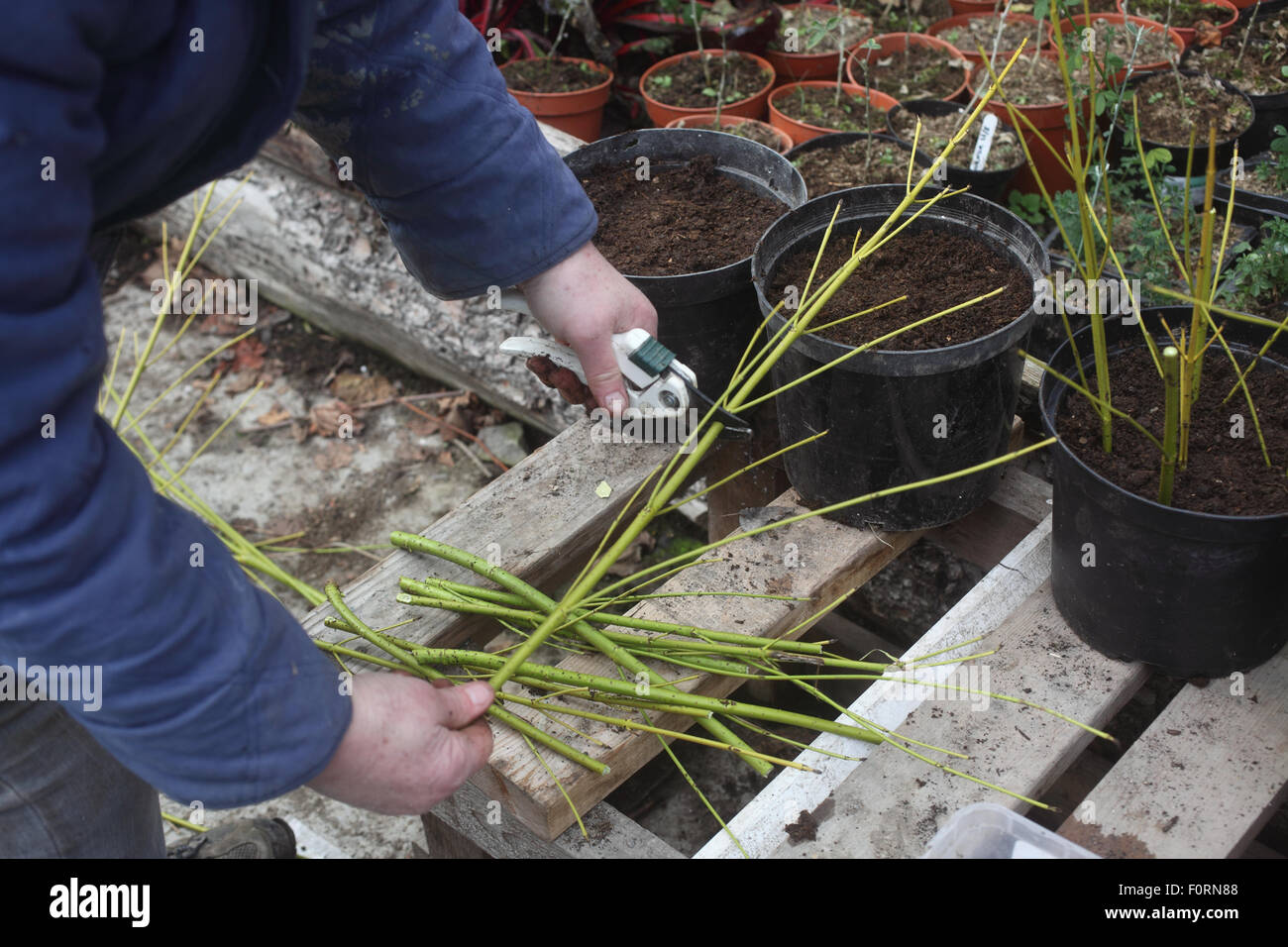 Hardwood cuttings Cornus step 1 cut the branches into about 300mm ...