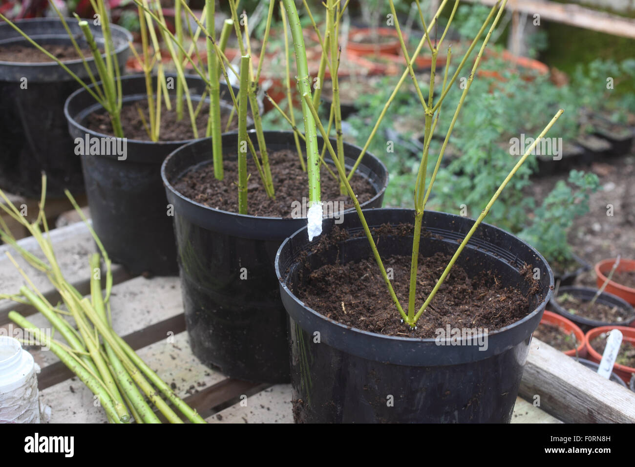 Hardwood cuttings hi-res stock photography and images - Alamy