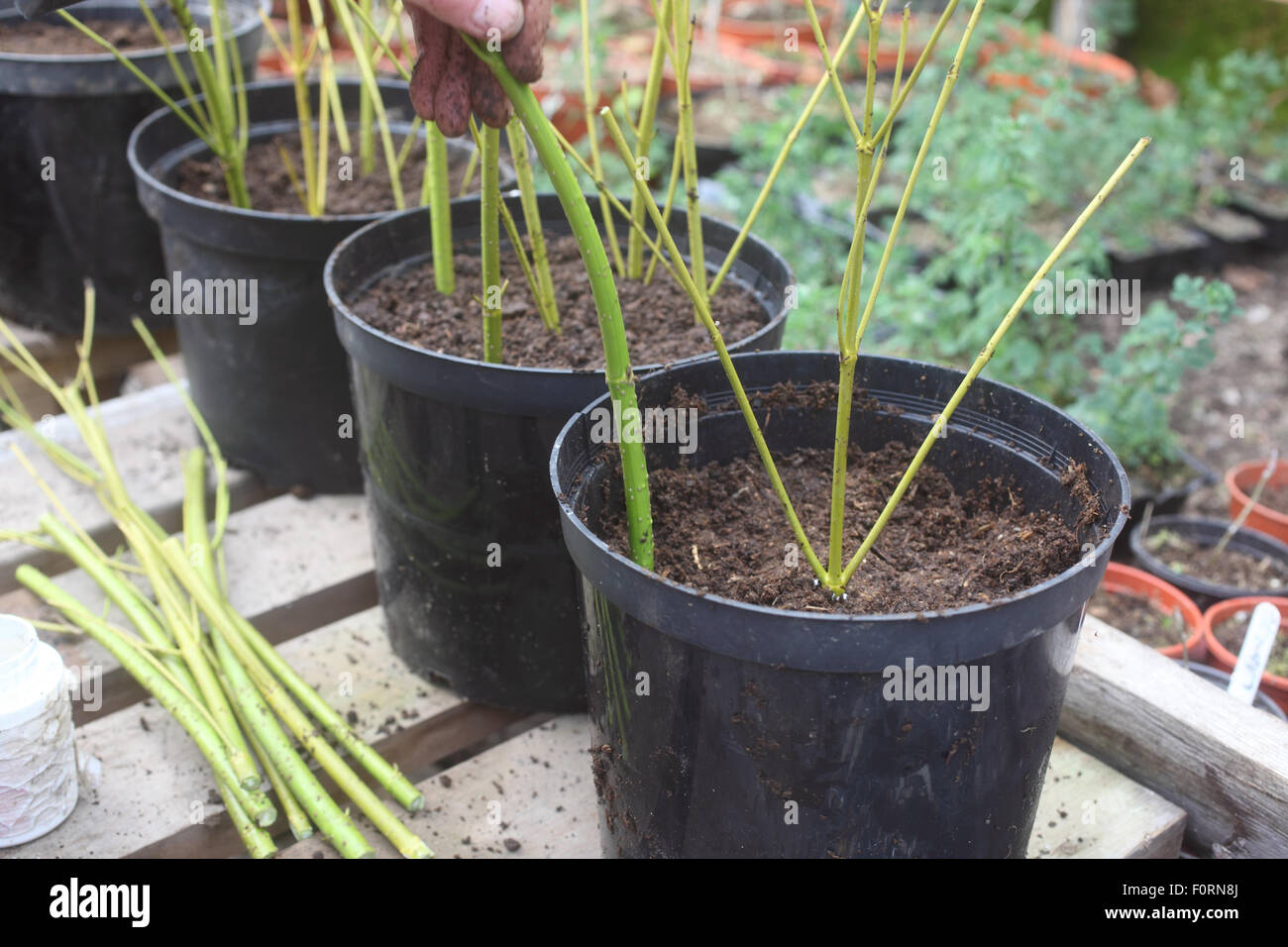 Hardwood cuttings cornus step 5 push the cutting into soil so that ...