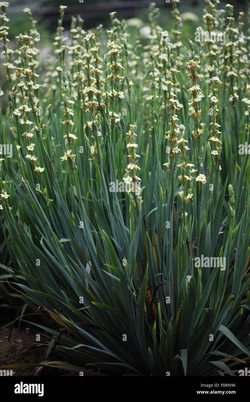 Libertia formosa plants in flower Stock Photo - Alamy