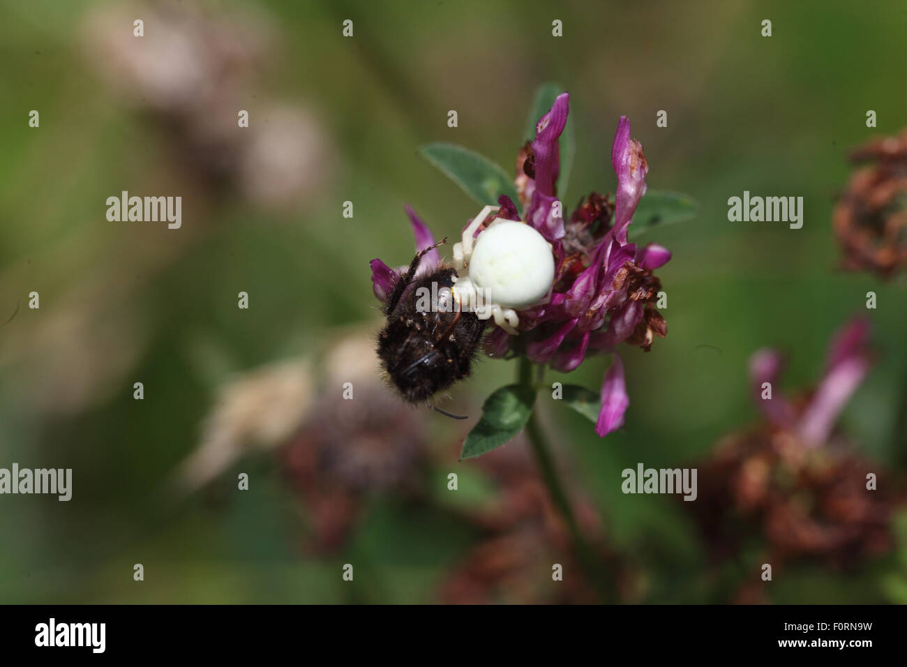 Spider That Looks Like A Bumble Bee