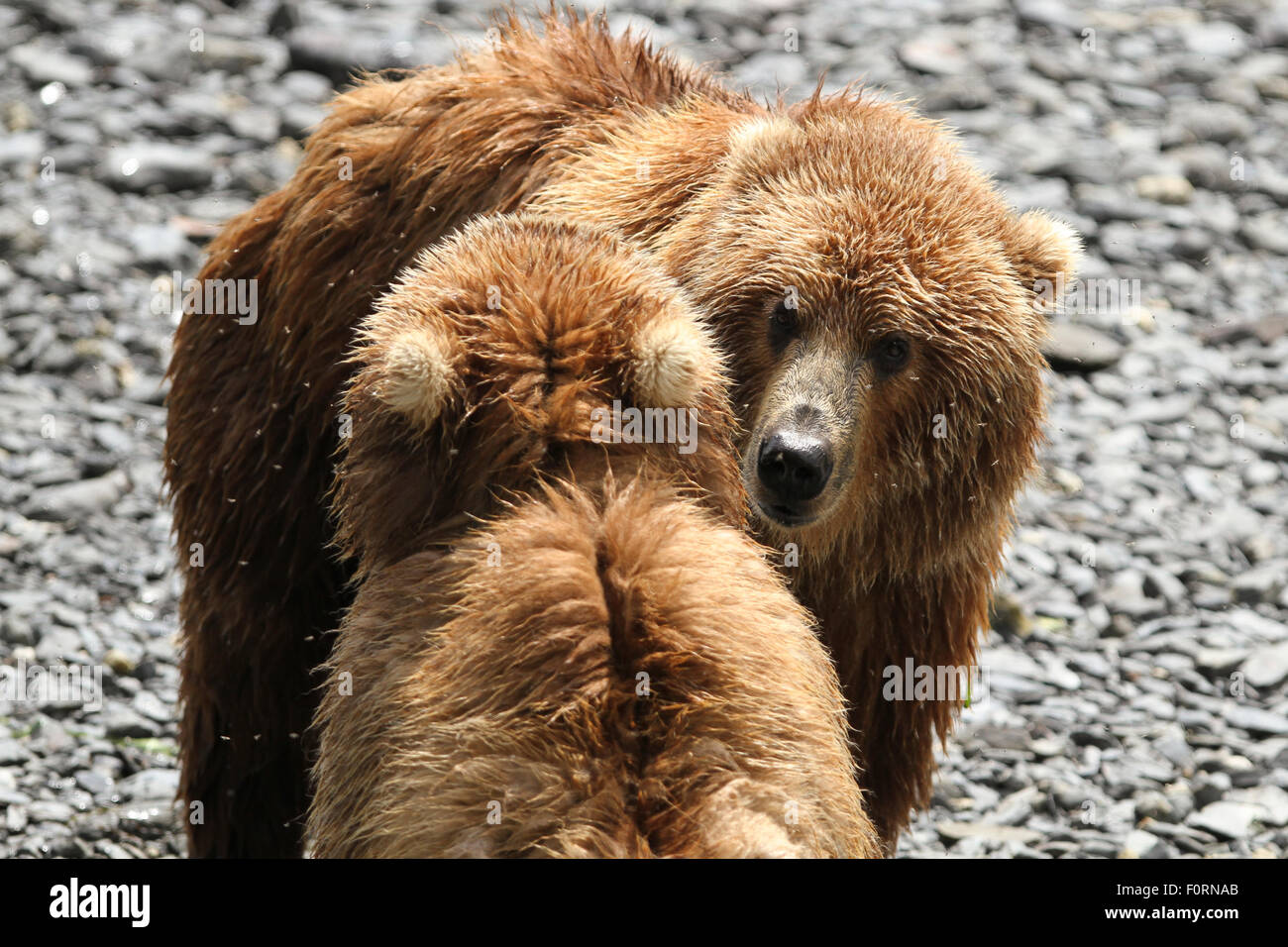 Bears Den Stock Photos & Bears Den Stock Images - Alamy