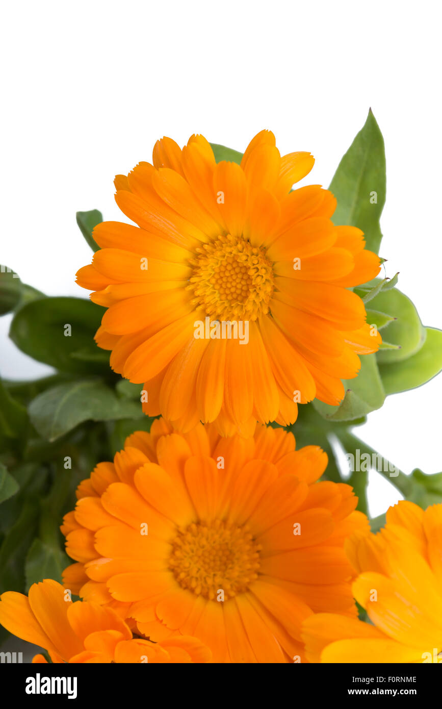 Calendula flower on white background Stock Photo - Alamy