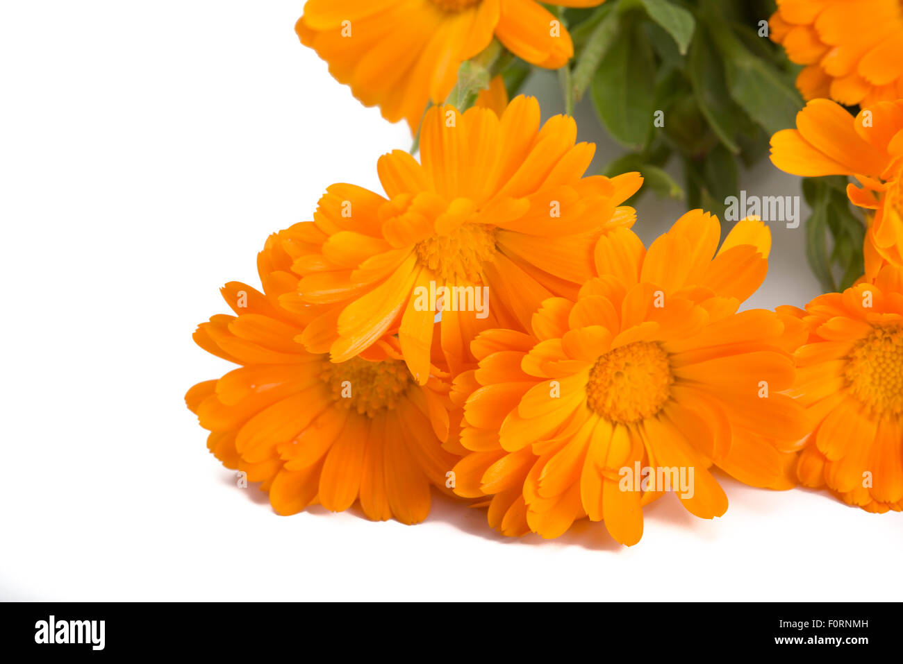 Background small dried marigold hi-res stock photography and images - Alamy