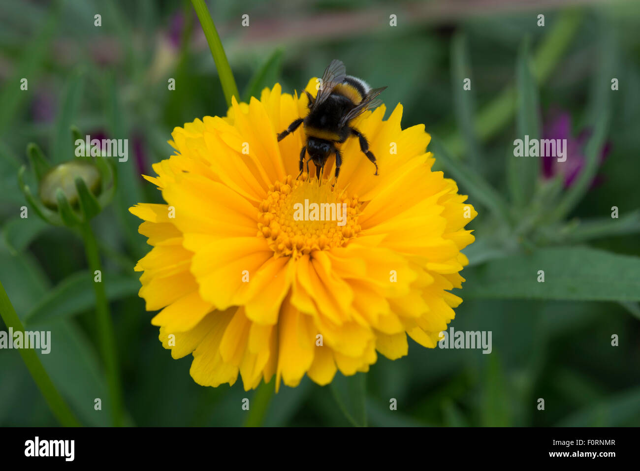 bee on Coreopsis Stock Photo - Alamy