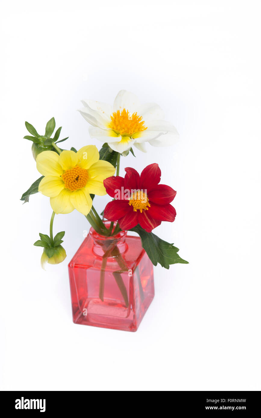 Red flower dahlia in Cut Out Stock Images & Pictures - Alamy