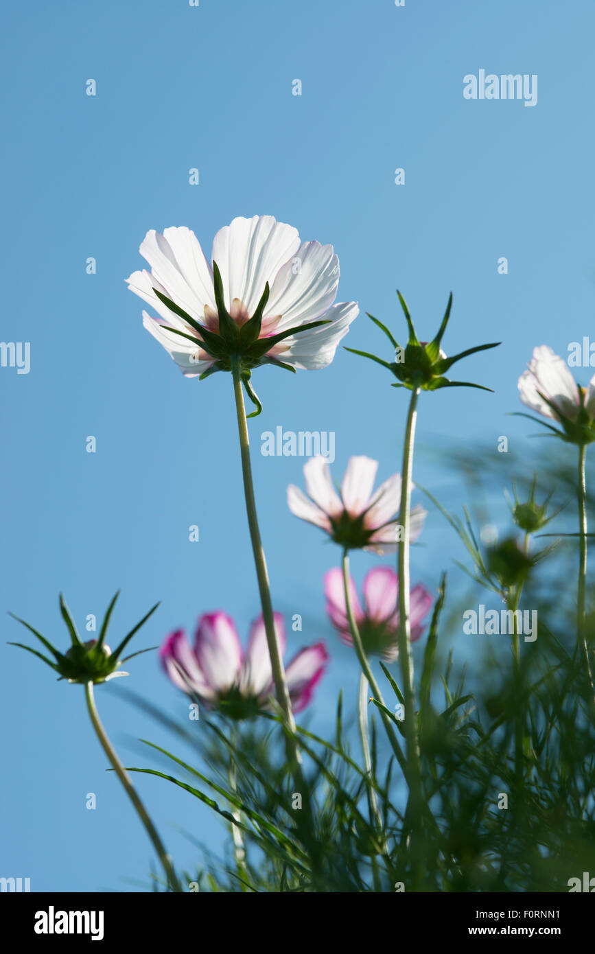 White and pink Cosmos in garden Stock Photo - Alamy