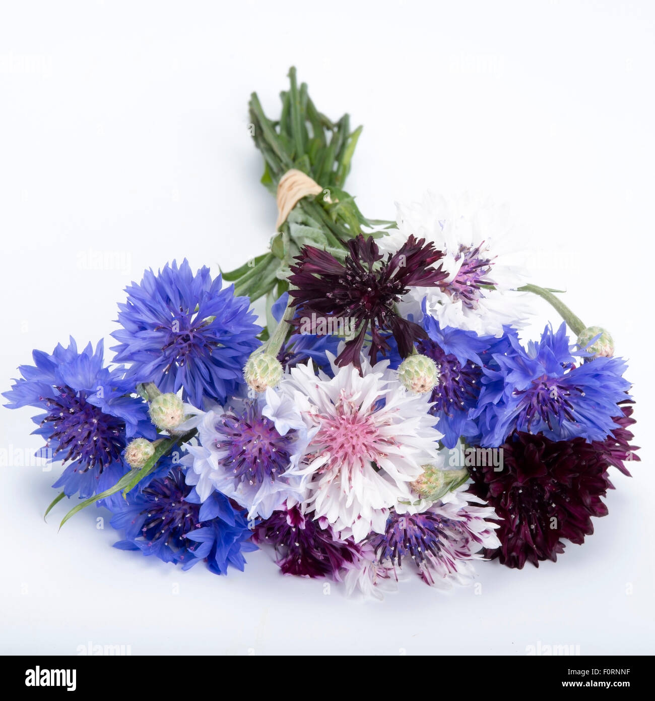 Centaurea bouquet isolated on white background Stock Photo - Alamy