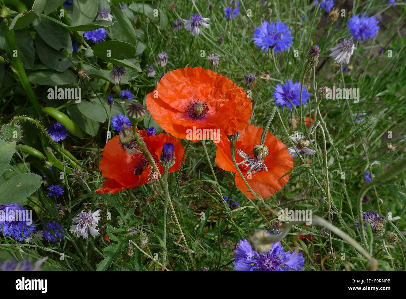 poppy in field Stock Photo - Alamy