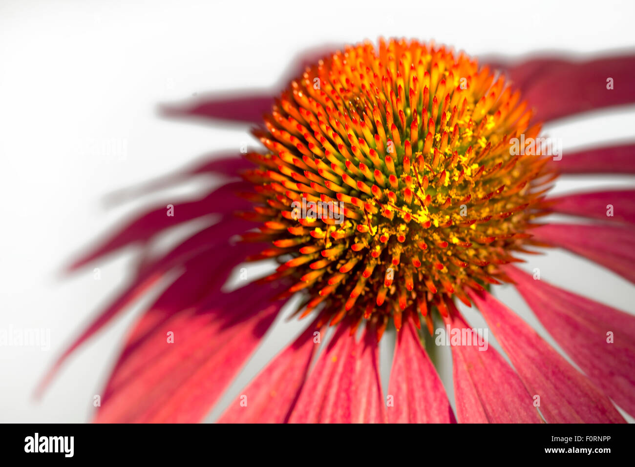 Echinacea close up isolated on white background Stock Photo - Alamy