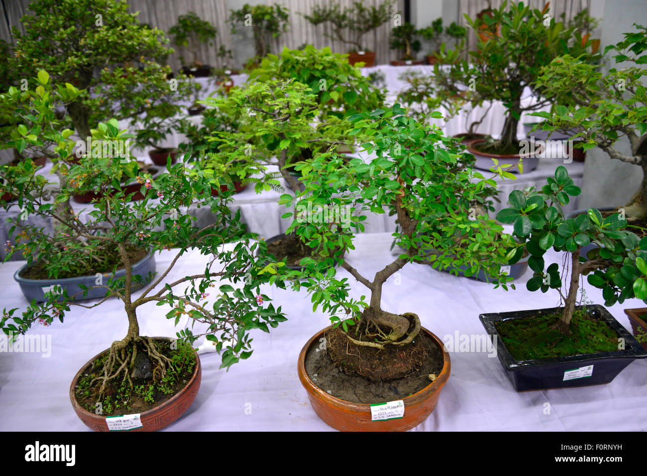 Dhaka, Bangladesh. 20th August, 2015. The Rediant Bonsai Society ...