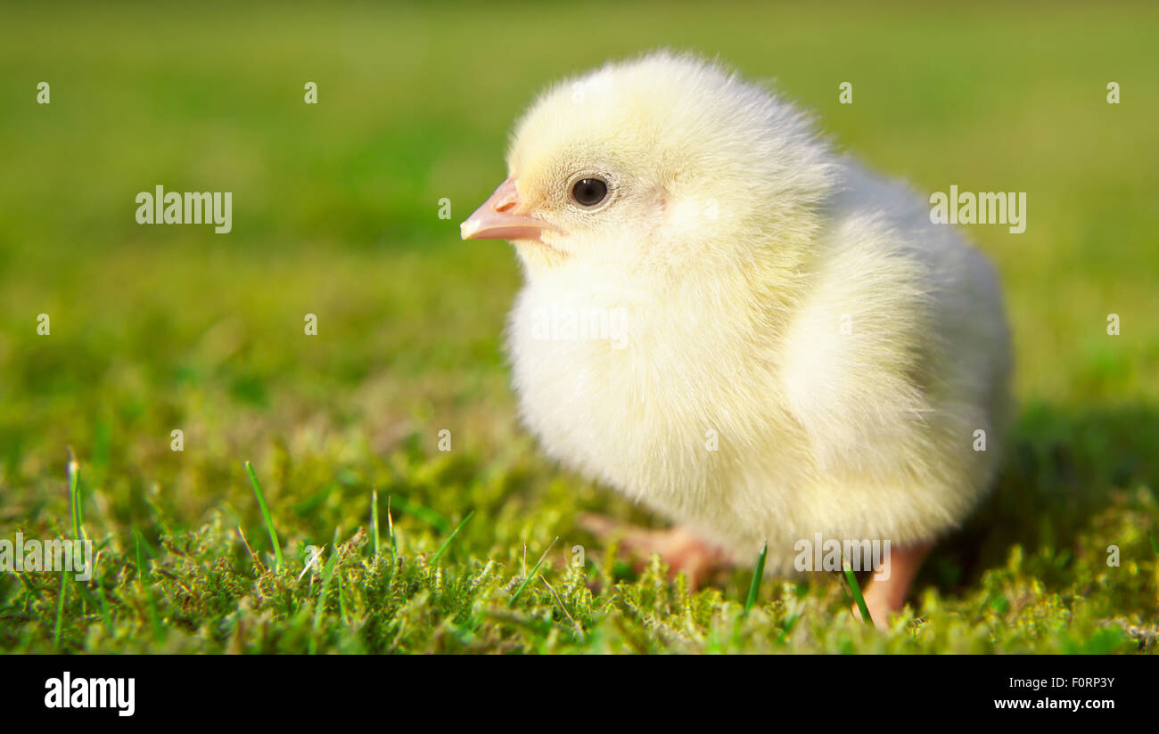 Baby chick farm hi-res stock photography and images - Alamy