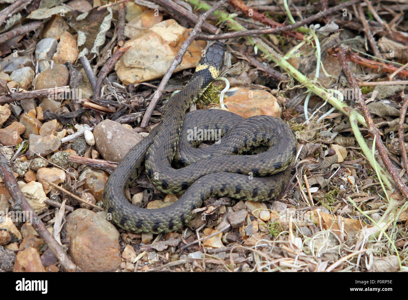 British snakes hi-res stock photography and images - Alamy