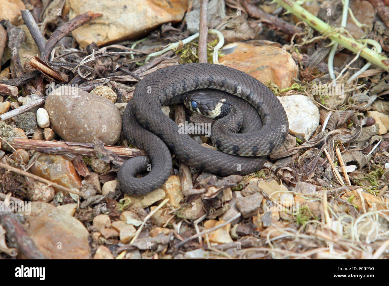 British grass snake basking in a sunny, sheltered position Stock Photo ...