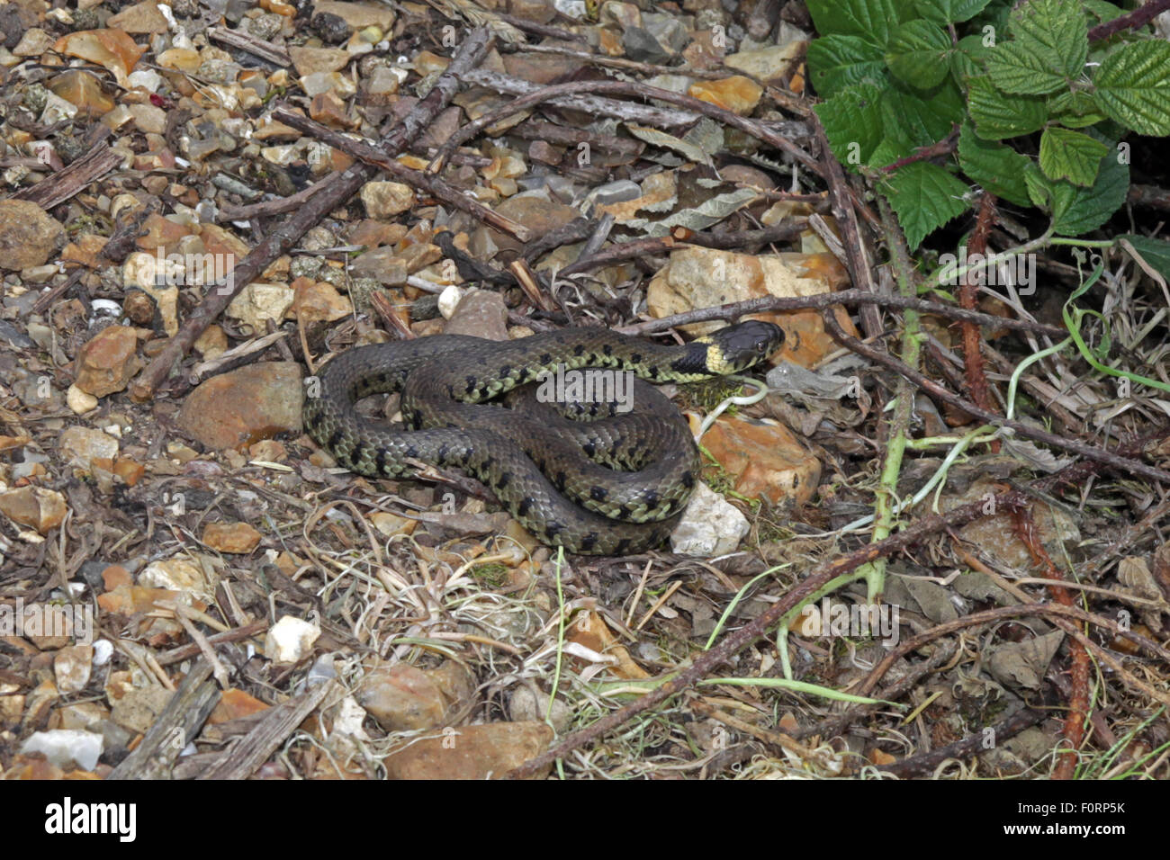 British grass snake basking in a sunny, sheltered position Stock Photo ...