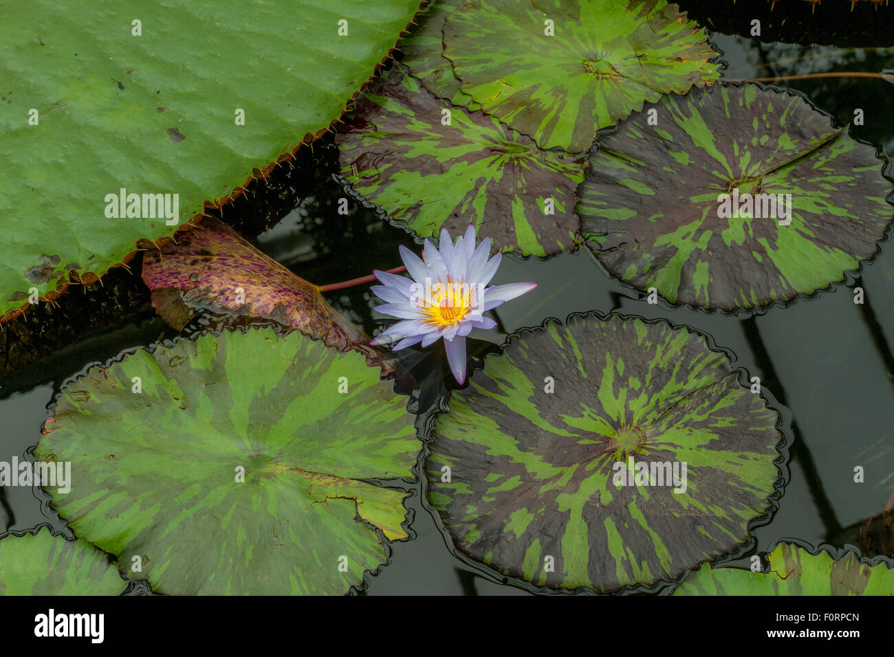 Victoria Amazonica Water Lily High Resolution Stock Photography and ...