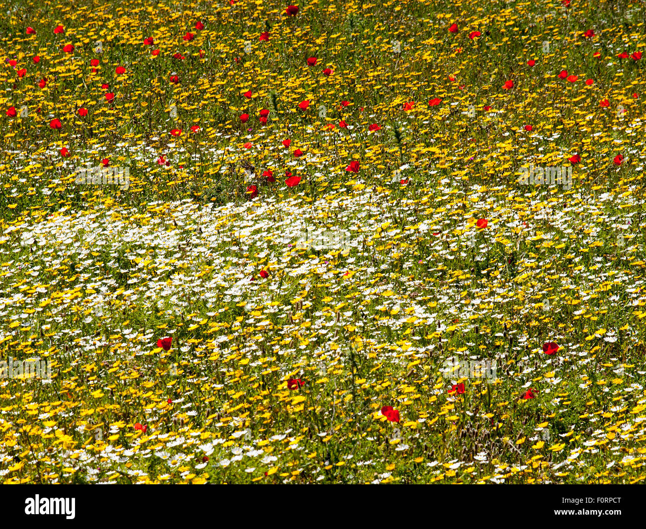 Kollane hi-res stock photography and images - Alamy