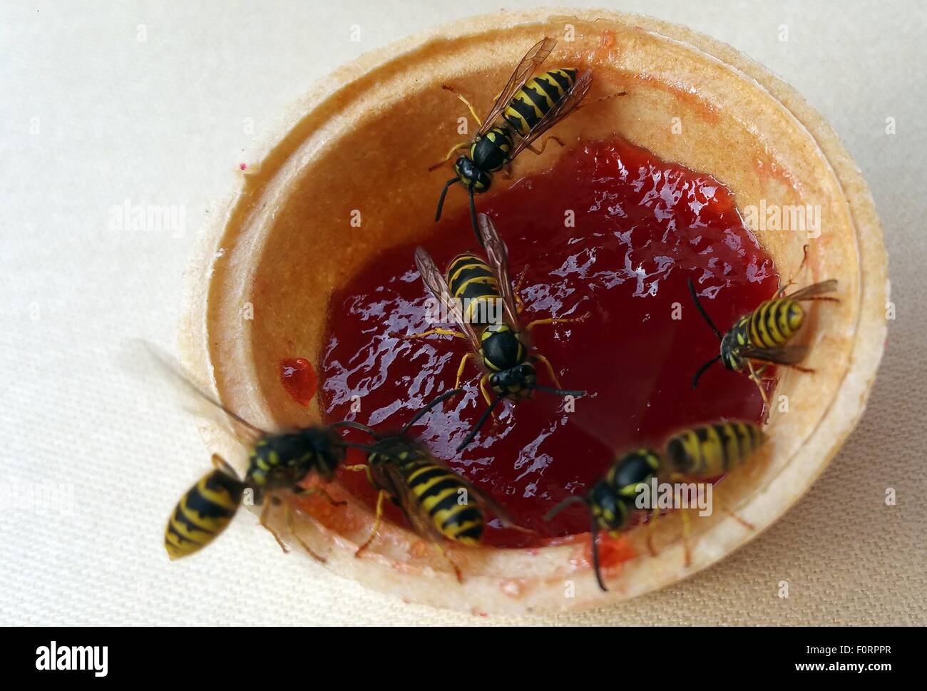 Wasps feast on jam in a small waffle cup on a breakfast table at a ...