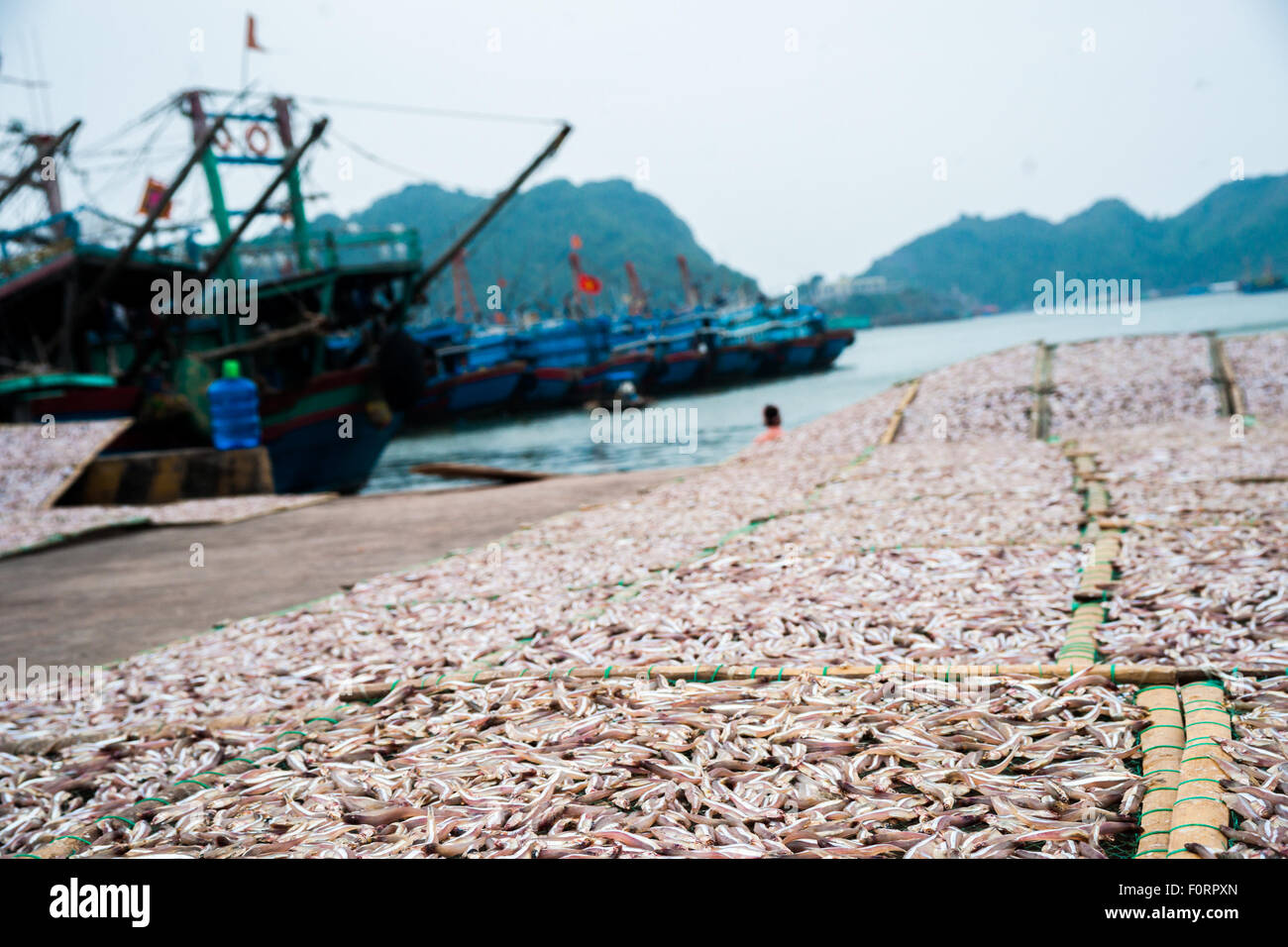 Planty of little anchovy fish drying on open air Stock Photo - Alamy