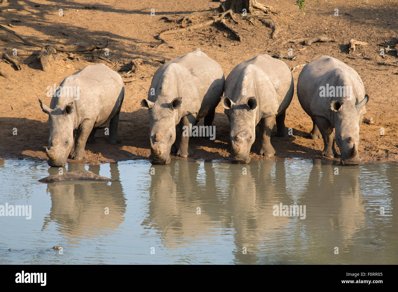 White rhino (Ceratotherium simum) drinking, Kumasinga water hole ...